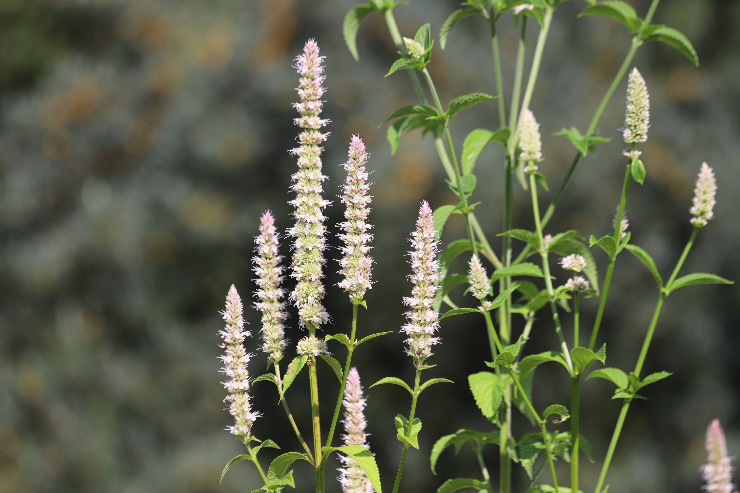 Yellow Giant Hyssop Seeds