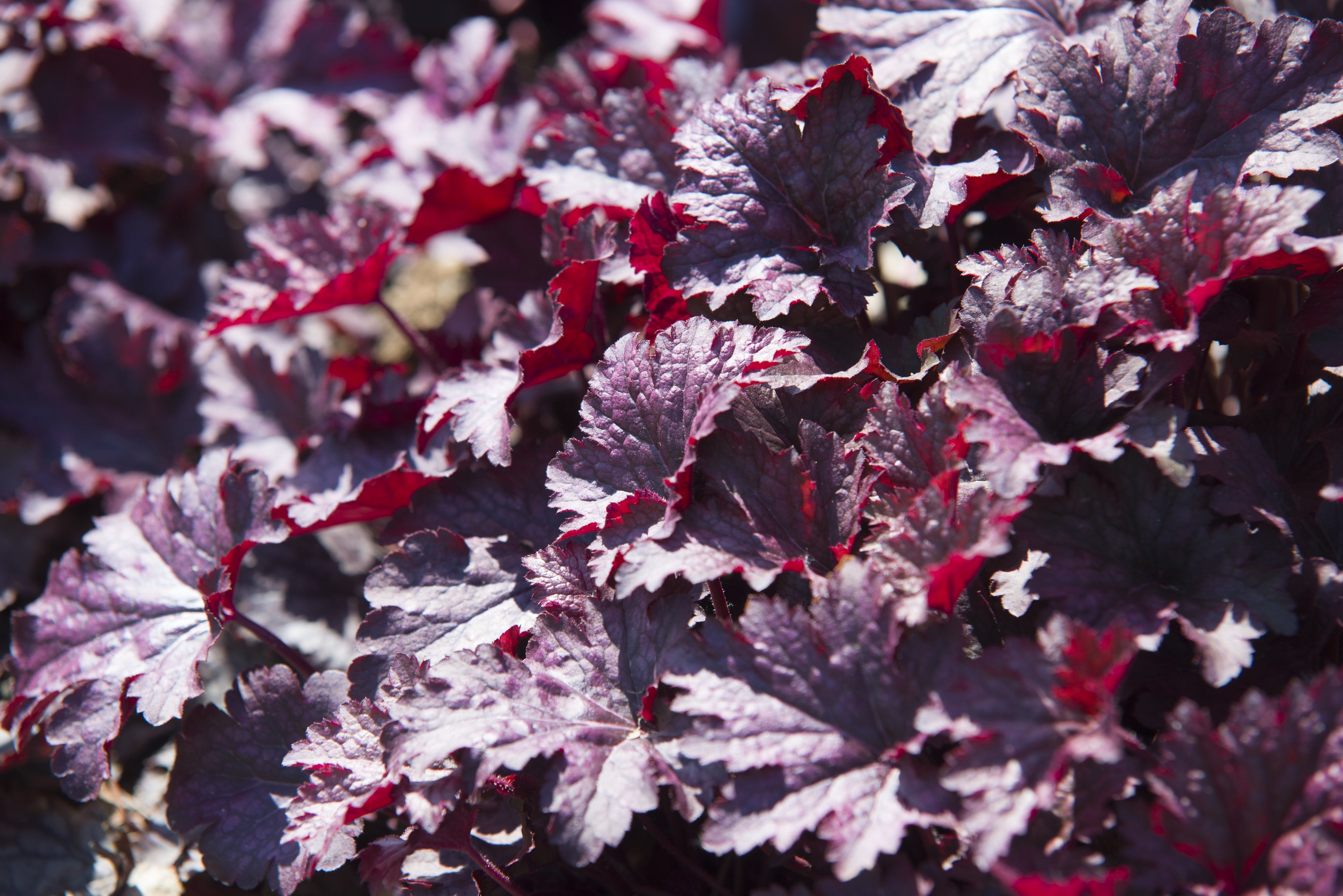 Palace Purple Heuchera Seeds