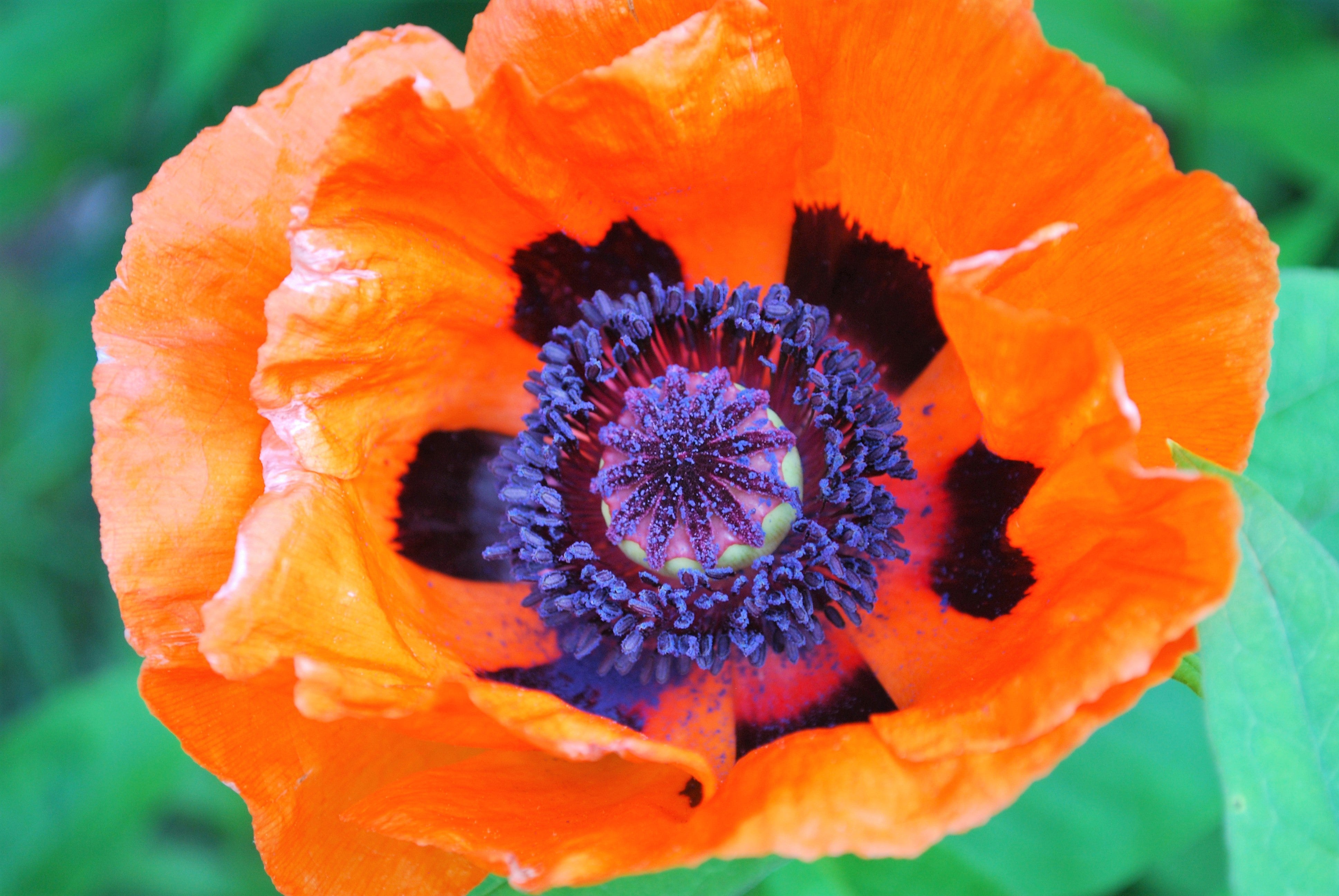Prince of Orange Oriental Poppy Seeds