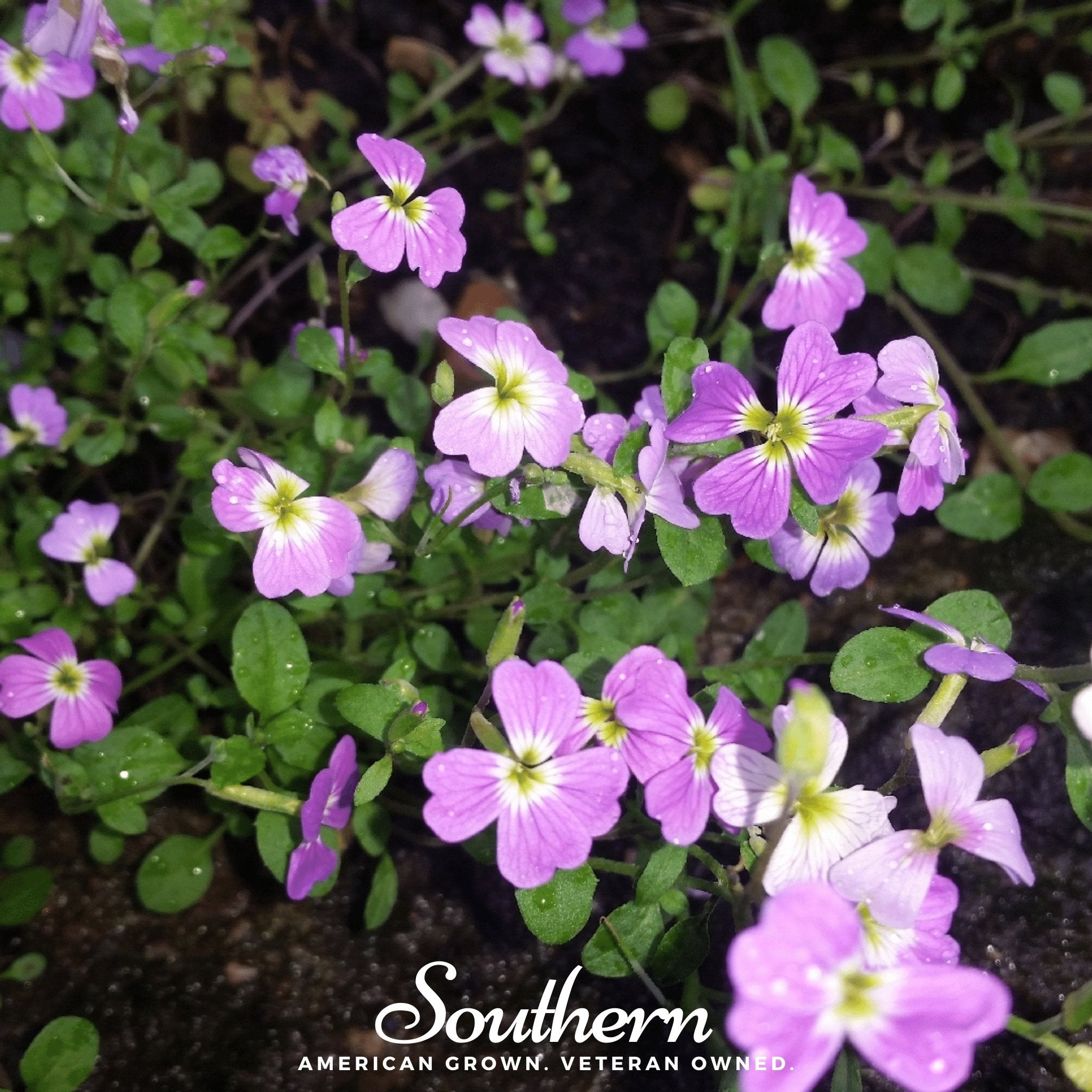 Virginia Stock Seeds
