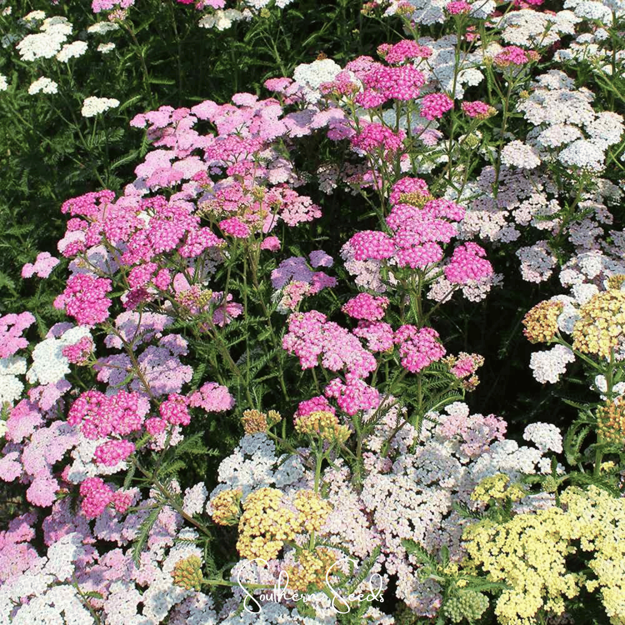 Colorado Mix Yarrow Seeds